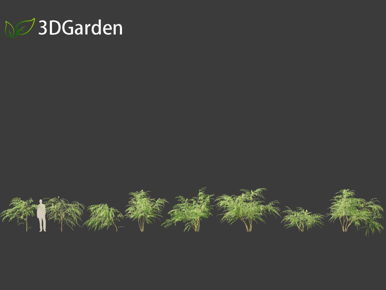 Cestrum nocturnum - Lady of the Night 02 3D Model - 3DGardenPlants