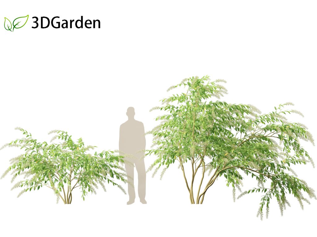 Cestrum nocturnum - Lady of the Night 02 3D Model - 3DGardenPlants