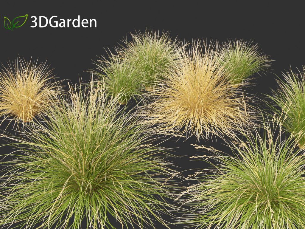 Chionochloa rubra - Red tussock grass 3D Model - 3DGardenPlants