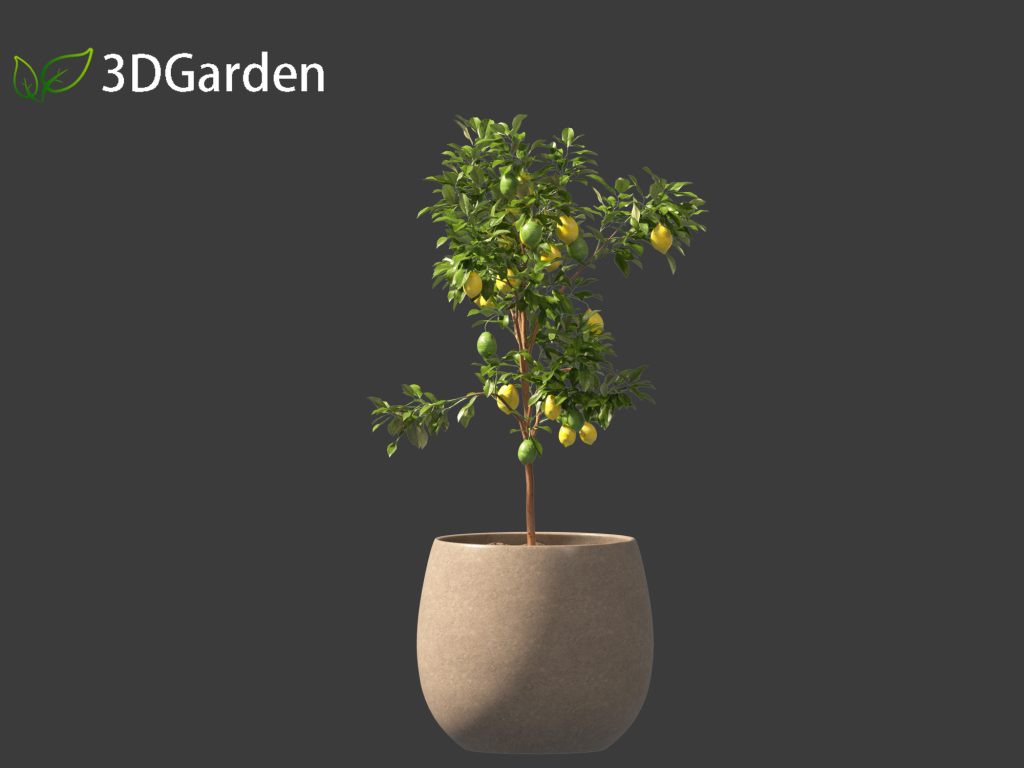 Citrus limon - Lemon Tree 3D Model - 3DGardenPlants