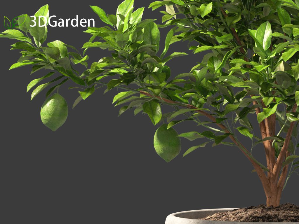 Citrus limon - Lemon Tree 3D Model - 3DGardenPlants