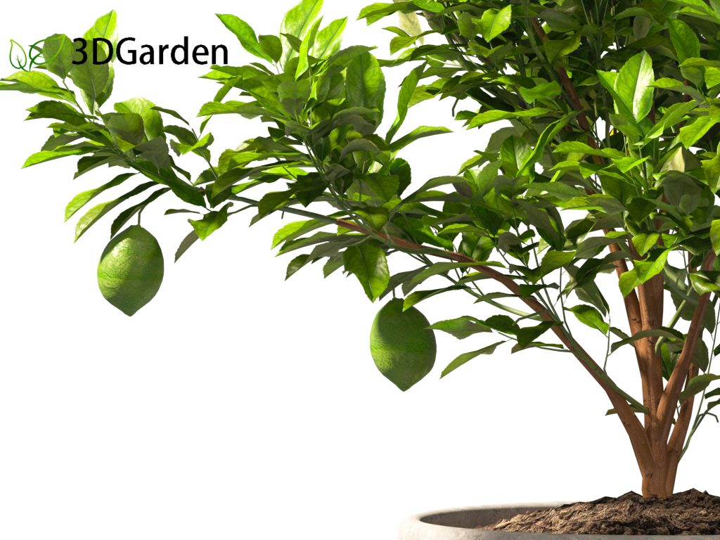 Citrus limon - Lemon Tree 3D Model - 3DGardenPlants