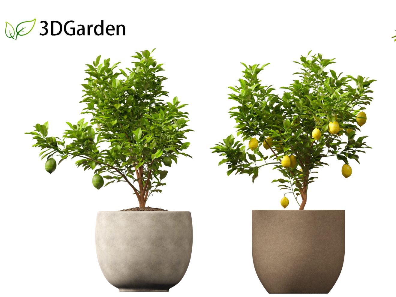 Citrus limon - Lemon Tree 3D Model - 3DGardenPlants