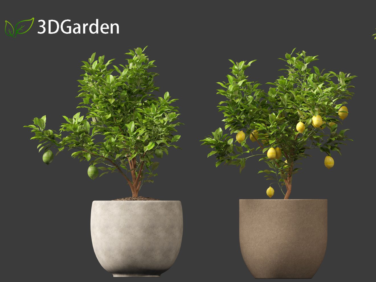 Citrus limon - Lemon Tree 3D Model - 3DGardenPlants