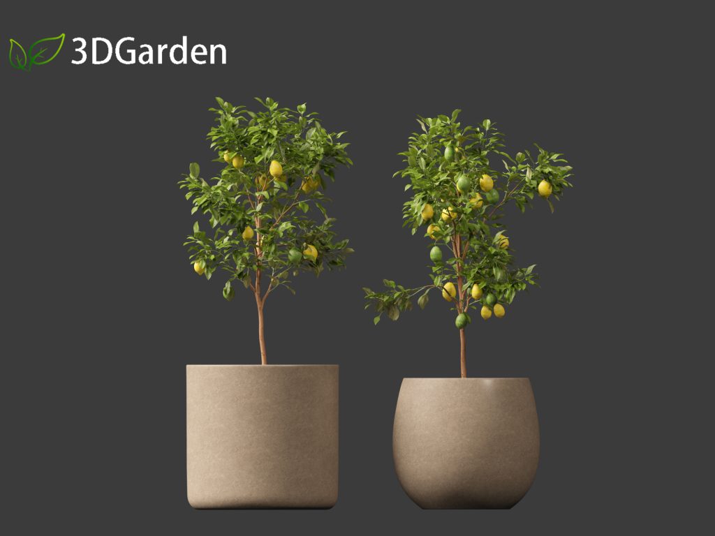 Citrus limon - Lemon Tree 3D Model - 3DGardenPlants