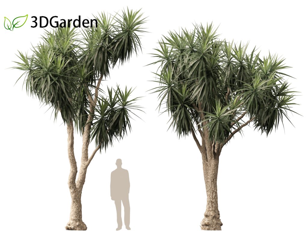 Cordyline australis - Giant dracaena 3D Model - 3DGardenPlants