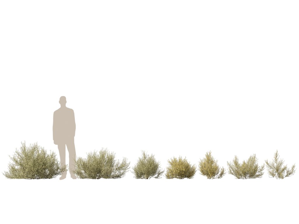 Corokia cotoneaster - Wire-netting bush 3D Model - 3DGardenPlants