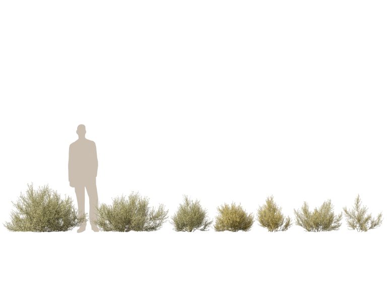 Corokia cotoneaster - Wire-netting bush 3D Model - 3DGardenPlants