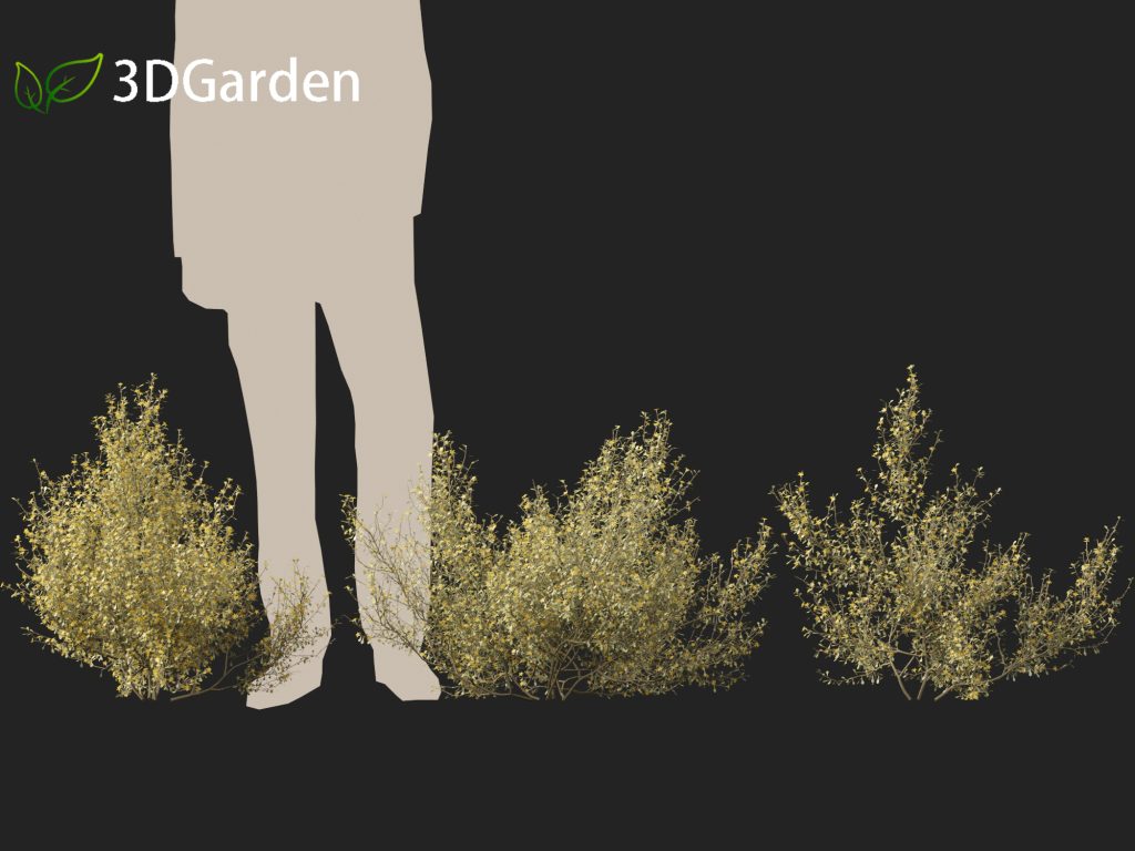 Corokia cotoneaster - Wire-netting bush 3D Model - 3DGardenPlants