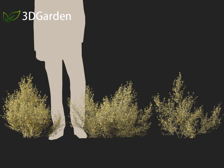 Corokia cotoneaster - Wire-netting bush 3D Model - 3DGardenPlants