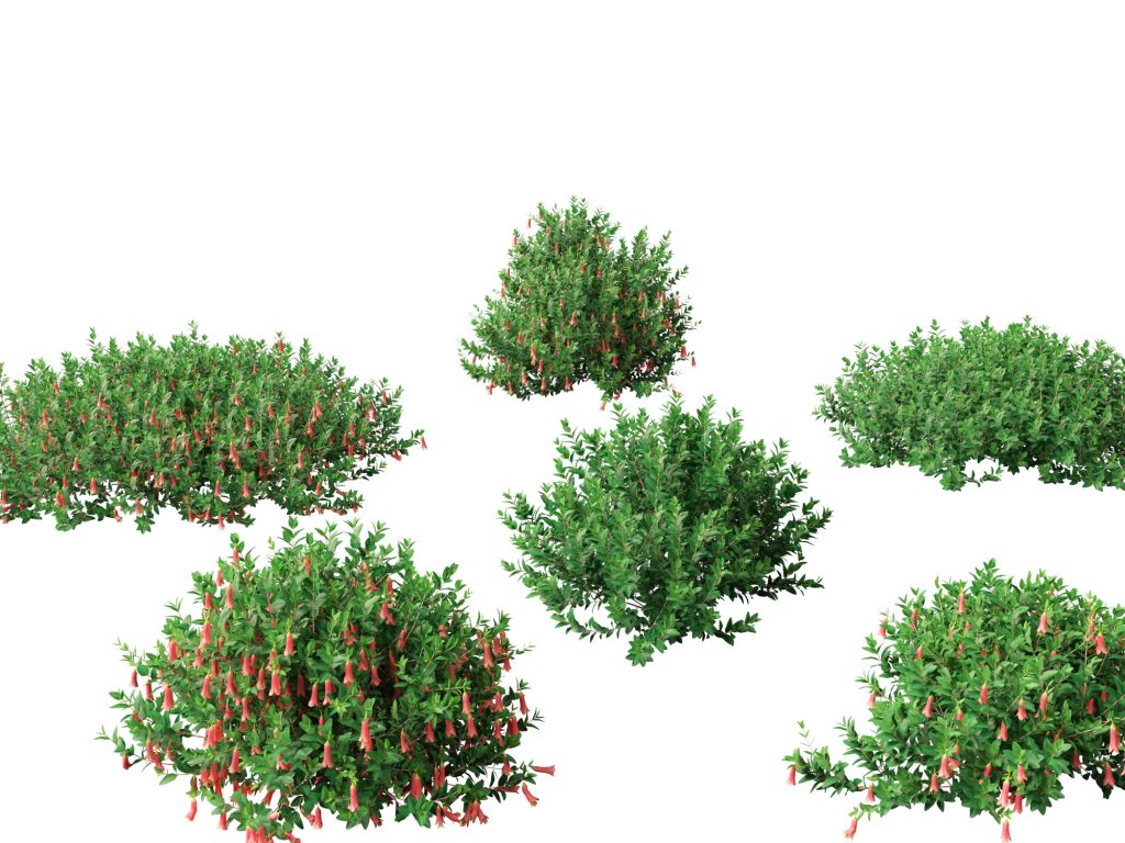 Correa dusky bells - Native Fuchsia 3D Model - 3DGardenPlants
