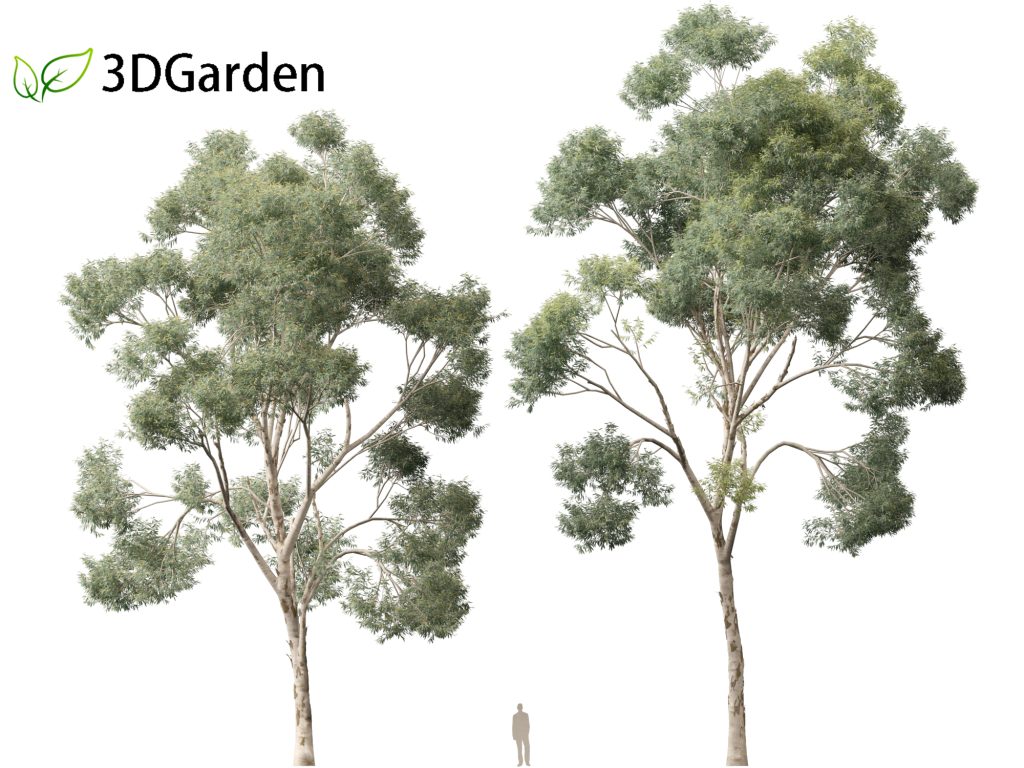 Corymbia citriodora - lemon-scented gum 3D Model - 3DGardenPlants