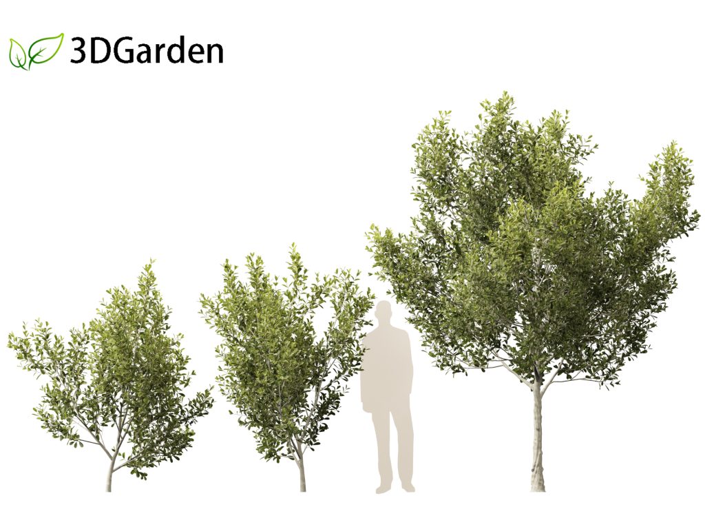 Cupaniopsis anacardioides - Tuckeroo 3D Model - 3DGardenPlants