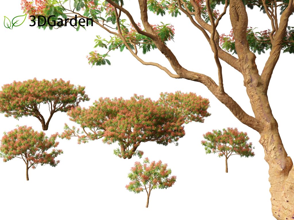 Delonix regia - Bojer ex Hook 3D Model - 3DGardenPlants