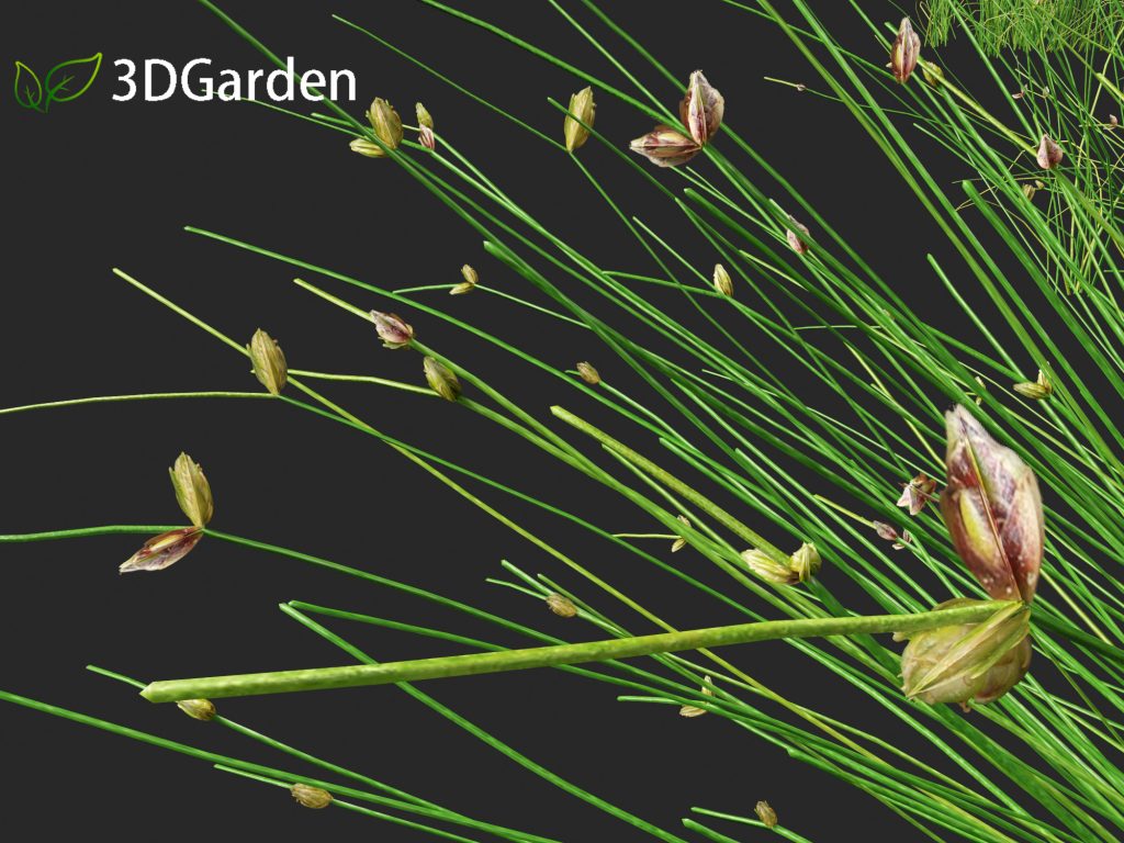 Isolepis cernua - Slender Club-rush 3D Model - 3DGardenPlants