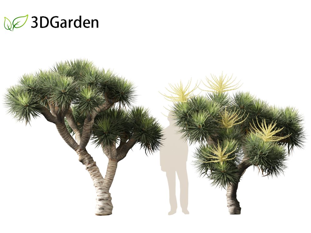 Dracaena draco - Dragon tree 3D Model - 3DGardenPlants