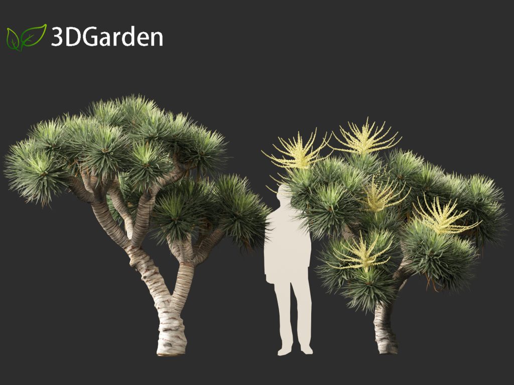 Dracaena draco - Dragon tree 3D Model - 3DGardenPlants