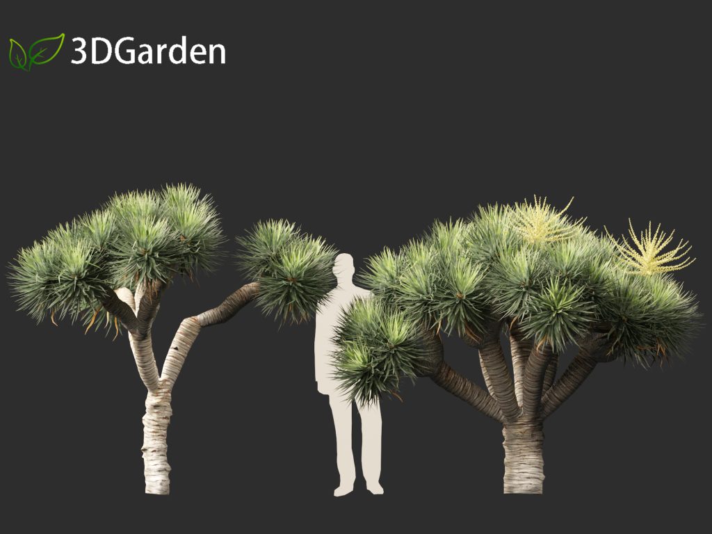 Dracaena draco - Dragon tree 3D Model - 3DGardenPlants