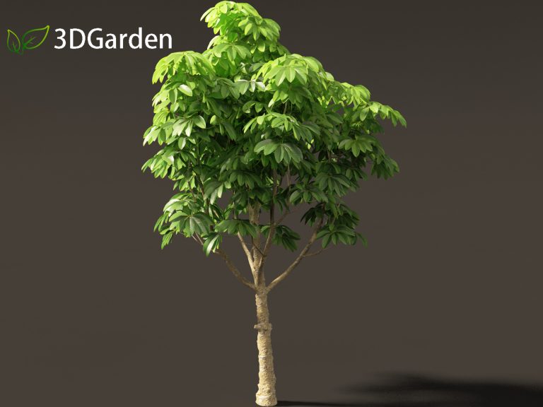 Dyera costulata - Jelutong 3D Model - 3DGardenPlants