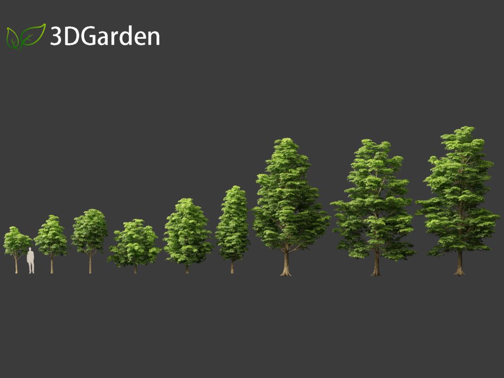 Dyera costulata - Jelutong 3D Model - 3DGardenPlants