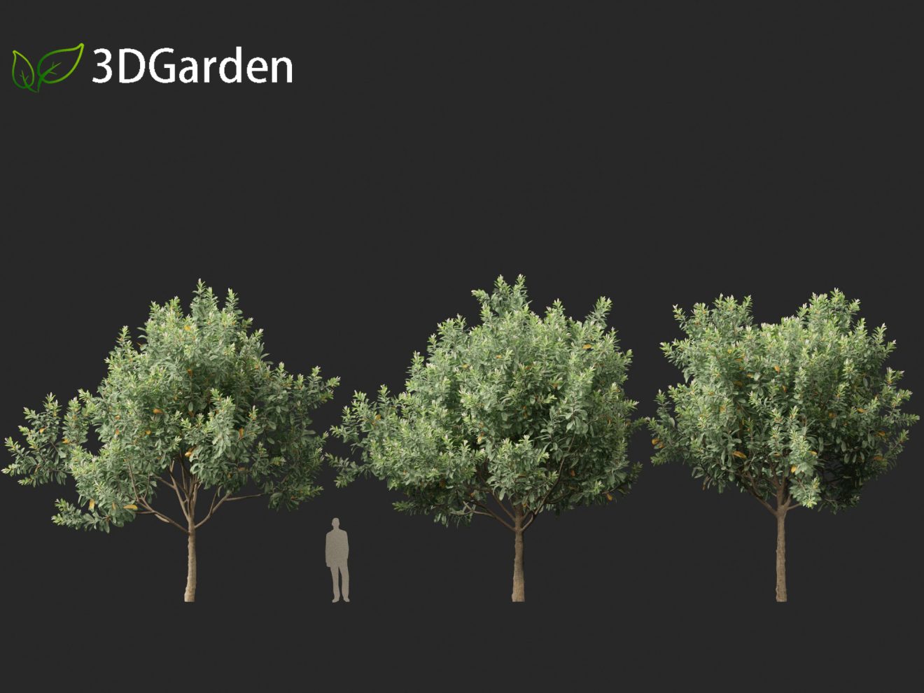 Loquat - Japanese plum Tree 3D Model - 3DGardenPlants