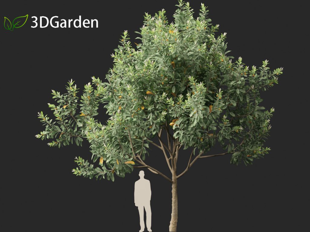 Loquat - Japanese plum Tree 3D Model - 3DGardenPlants