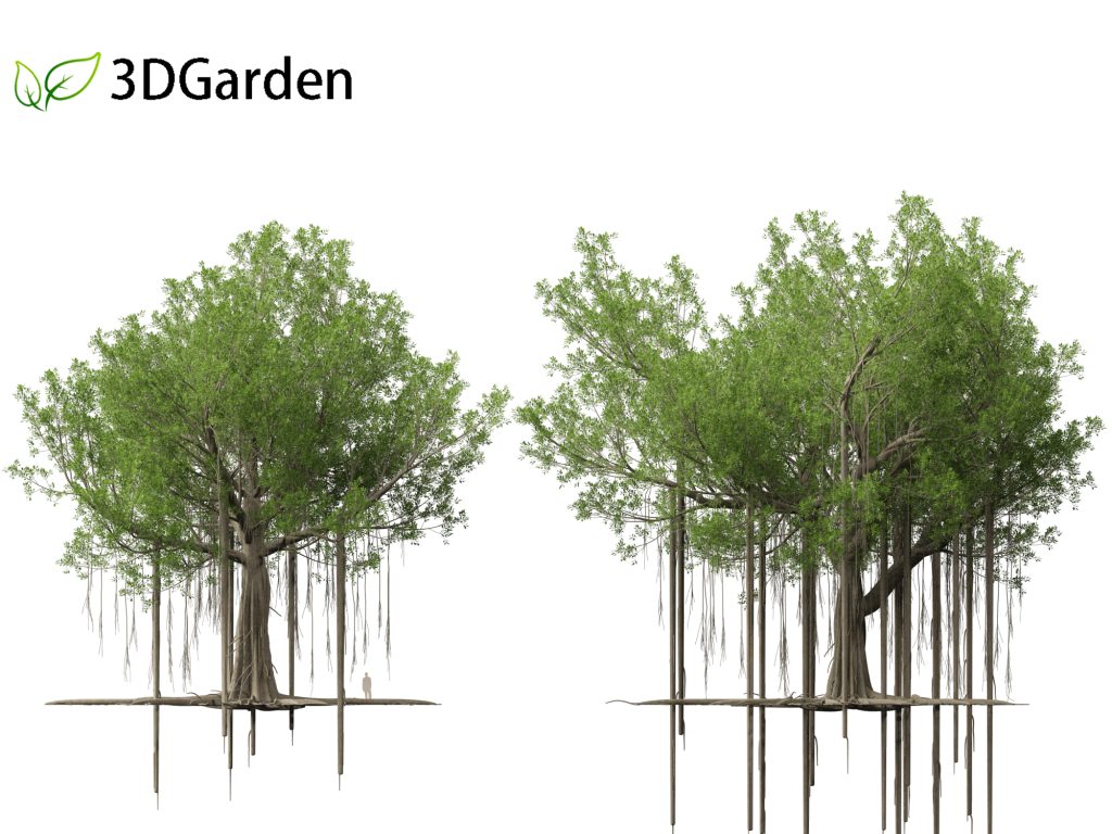 Ficus macrophylla - Moreton Bay Fig 3D Model - 3DGardenPlants