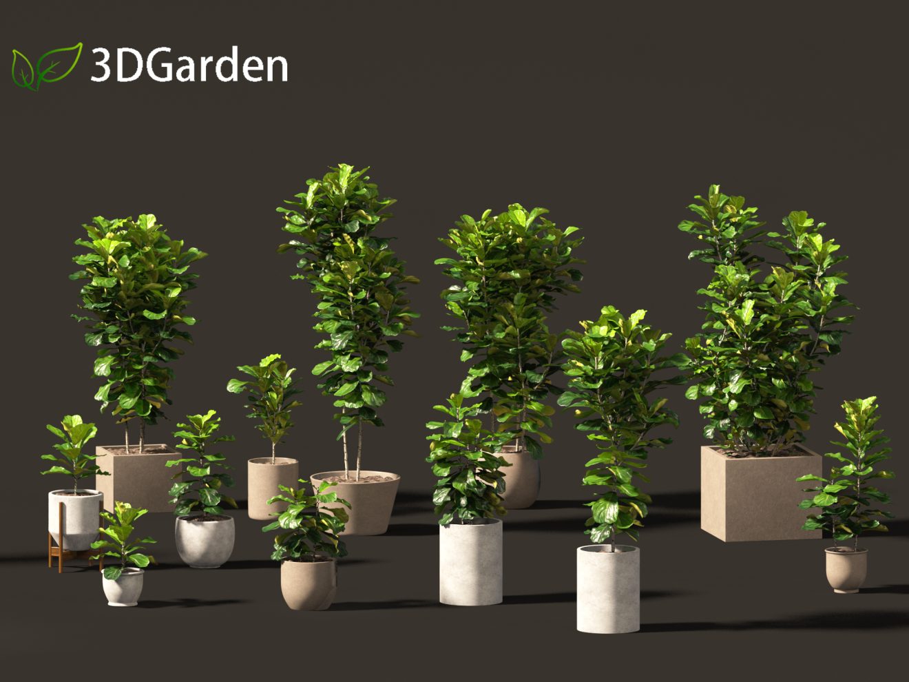 Ficus pandurata - banjo fig 3D model - 3DGardenPlants