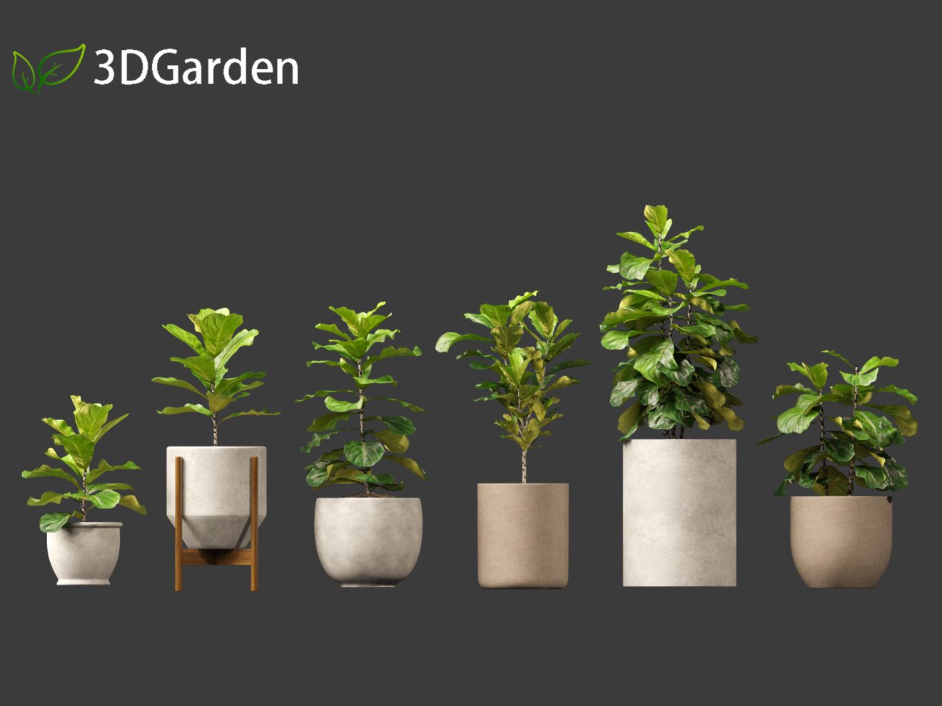 Ficus pandurata - banjo fig 3D model - 3DGardenPlants