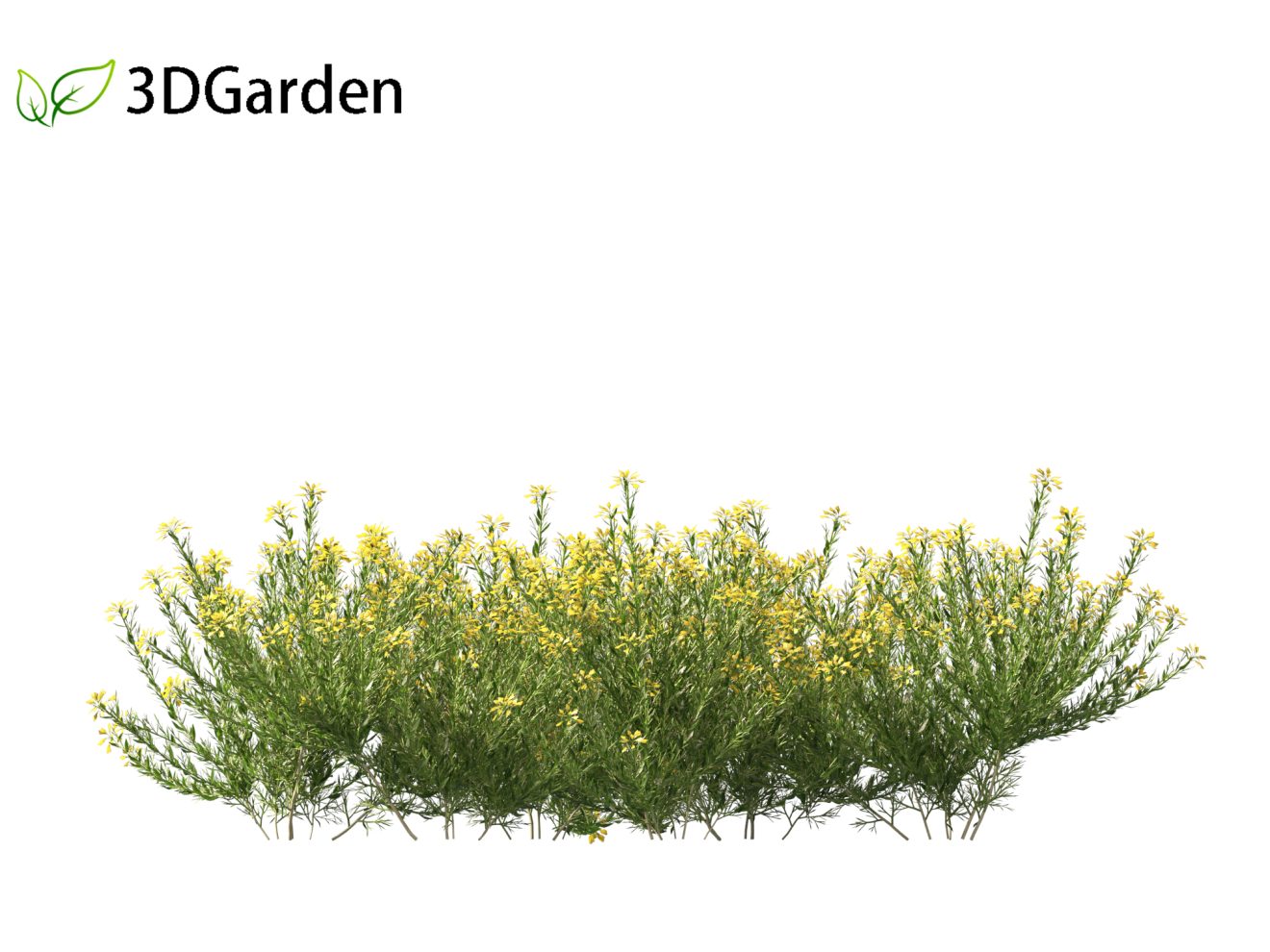 Genista hispanica - Spanish Gorse 3D model - 3DGardenPlants