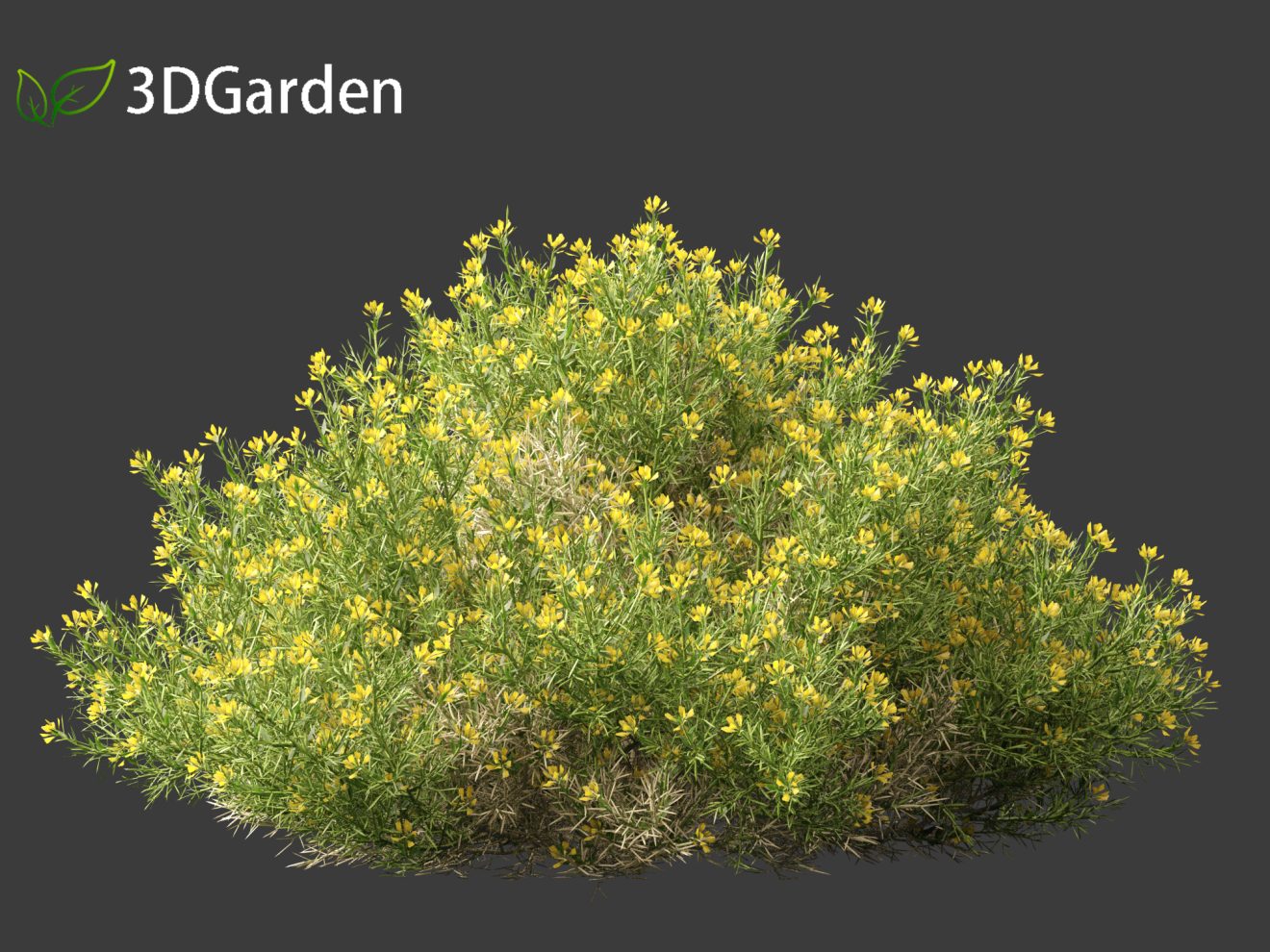 Genista hispanica - Spanish Gorse 3D model - 3DGardenPlants