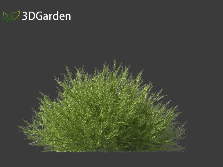 Genista hispanica - Spanish Gorse 3D model - 3DGardenPlants