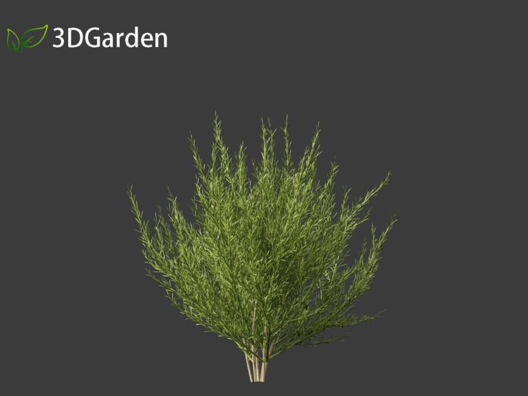 Genista hispanica - Spanish Gorse 3D model - 3DGardenPlants