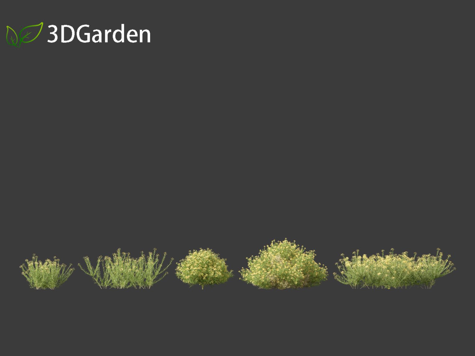 Genista hispanica - Spanish Gorse 3D model - 3DGardenPlants