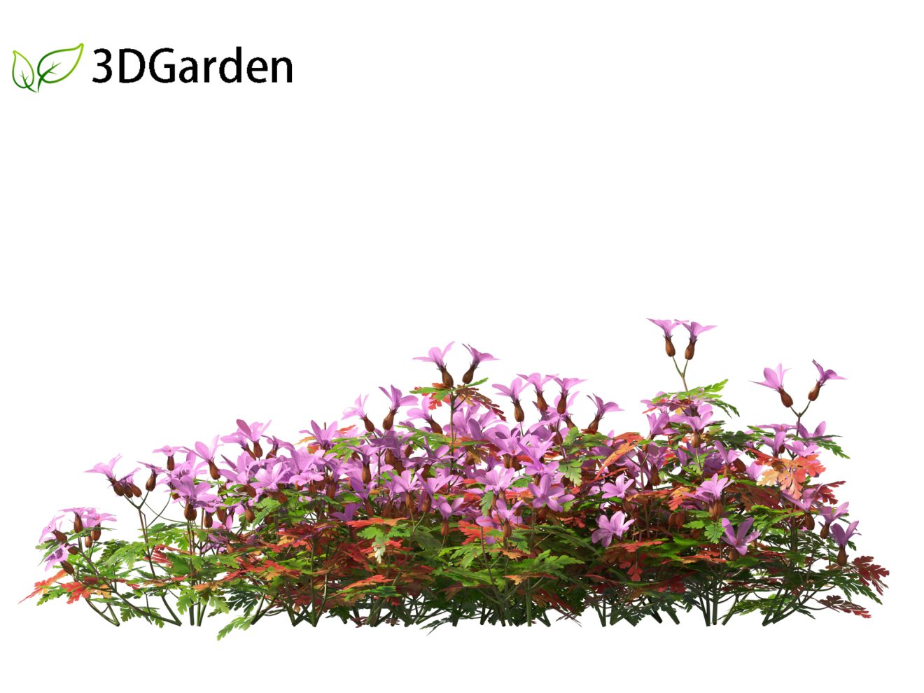 Geranium robertianum - herb-Robert 3d model - 3DGardenPlants