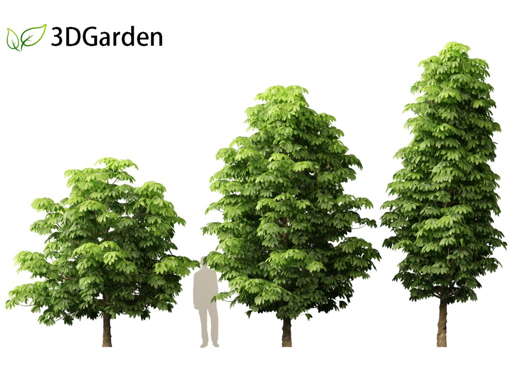 Dyera costulata - Jelutong 3D Model - 3DGardenPlants