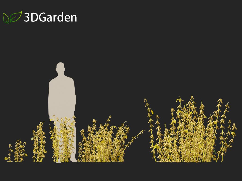 Glycine max – Soybean 3D Model - 3DGardenPlants