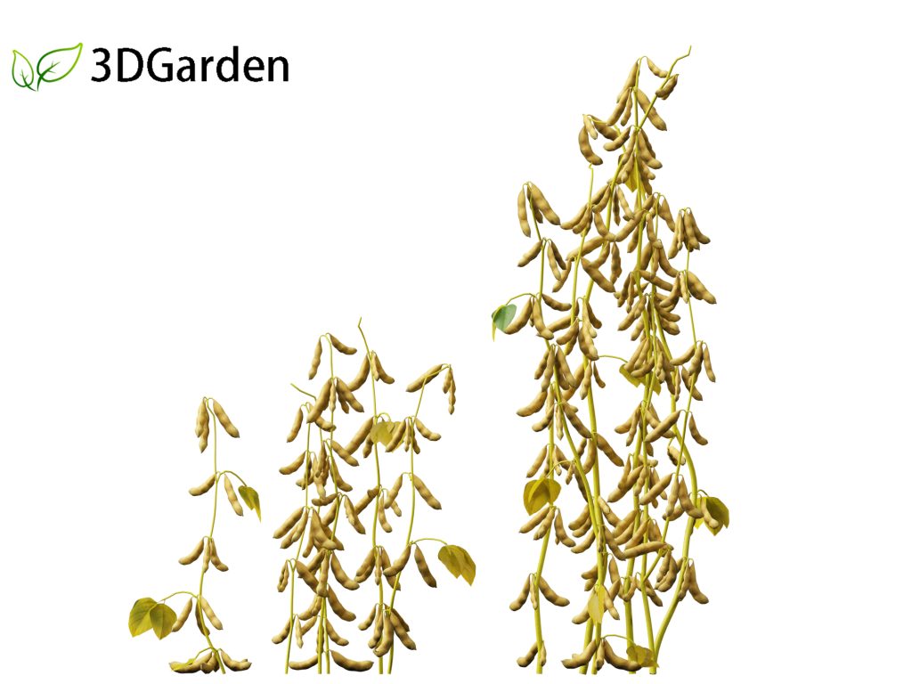 Glycine max – Soybean 3D Model - 3DGardenPlants