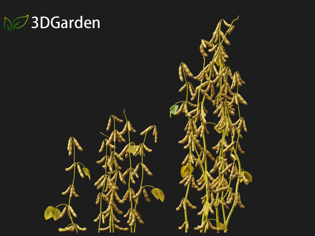 Glycine max – Soybean 3D Model - 3DGardenPlants