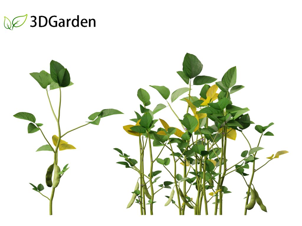 Glycine max – Soybean 3D Model - 3DGardenPlants