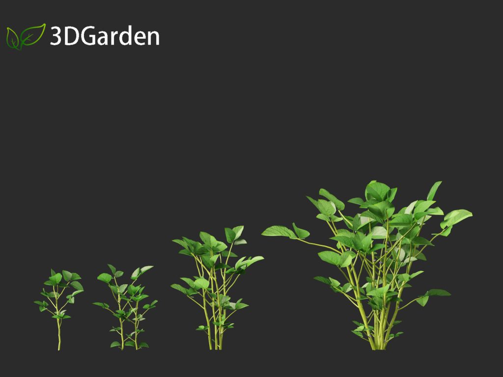 Glycine max – Soybean 3D Model - 3DGardenPlants