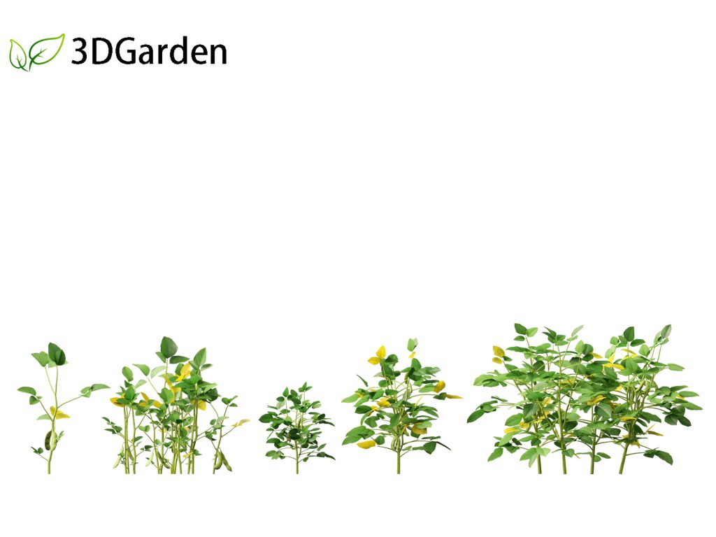 Glycine max – Soybean 3D Model - 3DGardenPlants