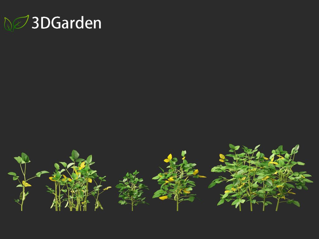 Glycine max – Soybean 3D Model - 3DGardenPlants