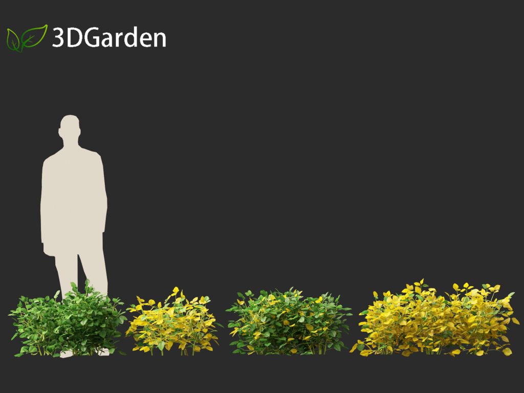 Glycine max – Soybean 3D Model - 3DGardenPlants