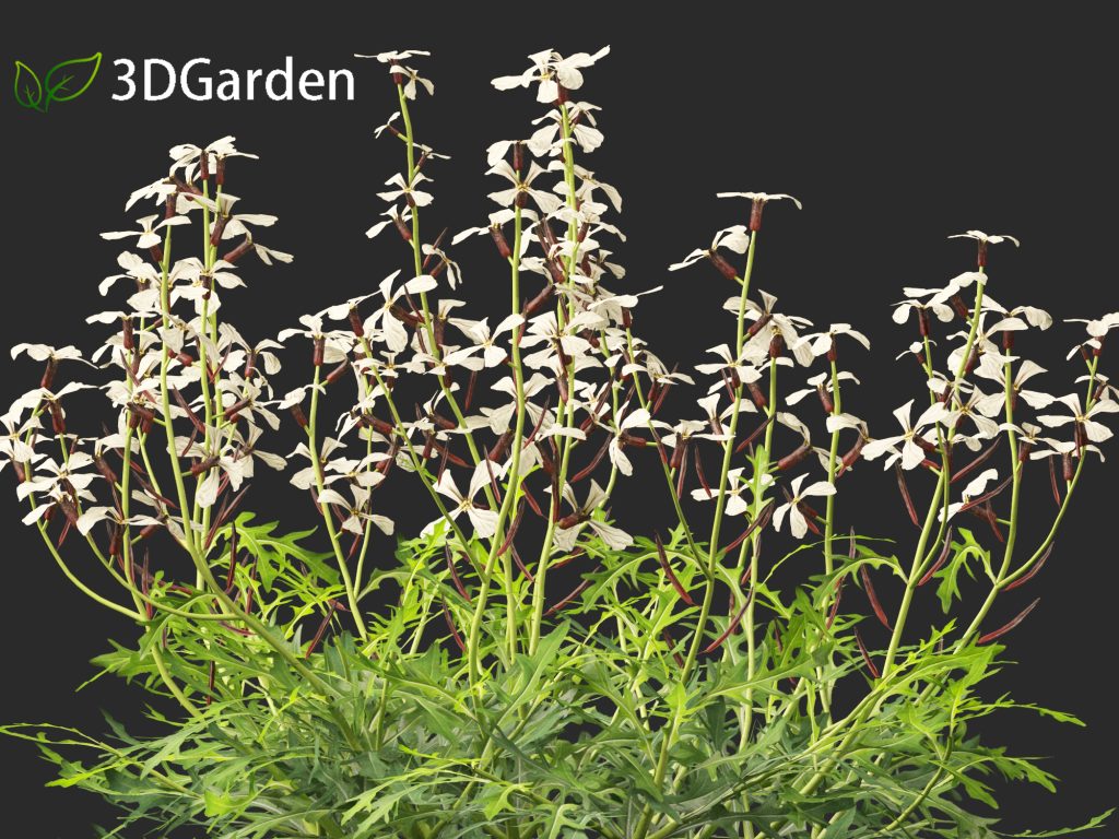 Eruca vesicaria – Arugula 3D Model - 3DGardenPlants