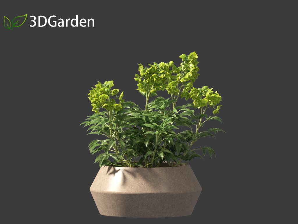 Helleborus argutifolius - Corsican hellebore 3D model - 3DGardenPlants