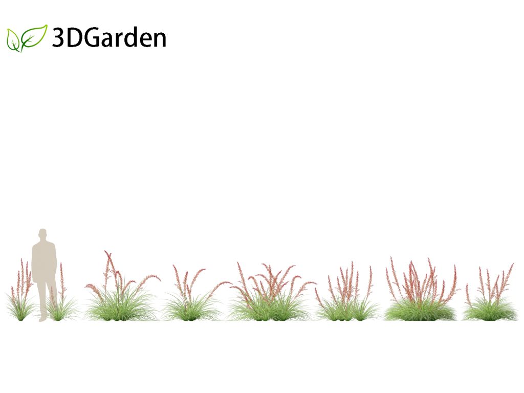 Hesperaloe parviflora - Redflower false yucca 3D Model - 3DGardenPlants