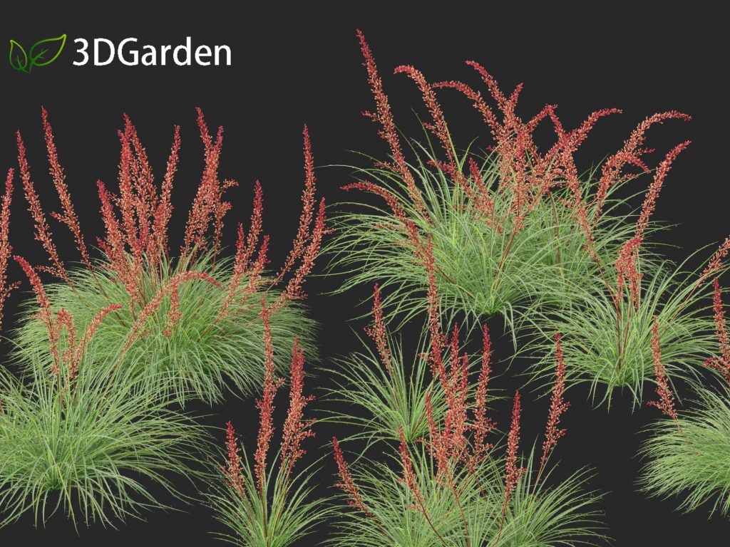 Hesperaloe parviflora - Redflower false yucca 3D Model - 3DGardenPlants