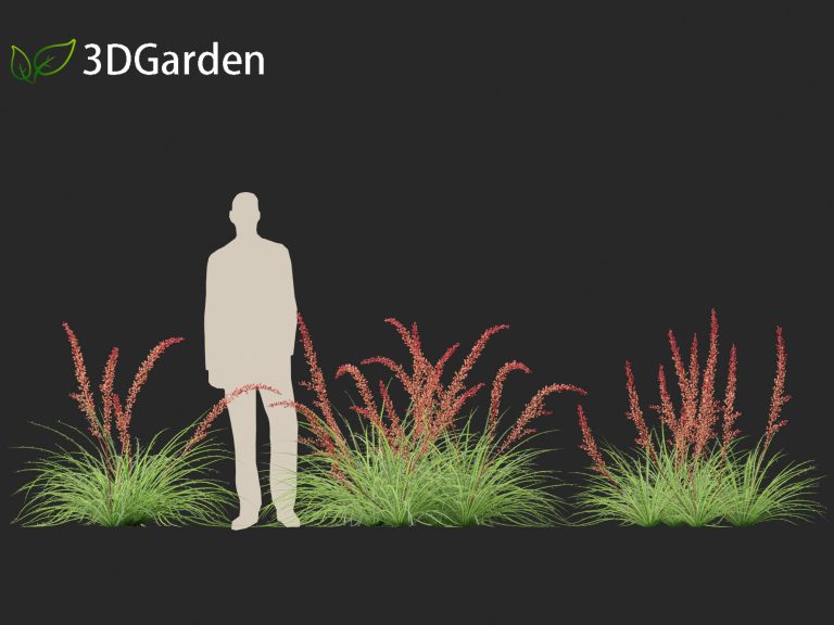 Hesperaloe parviflora - Redflower false yucca 3D Model - 3DGardenPlants