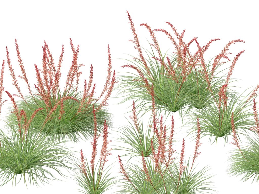 Hesperaloe parviflora - Redflower false yucca 3D Model - 3DGardenPlants